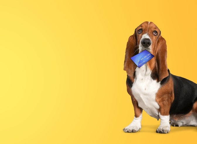 The 20 most expensive dog breeds to insure (and how to cut the cost)