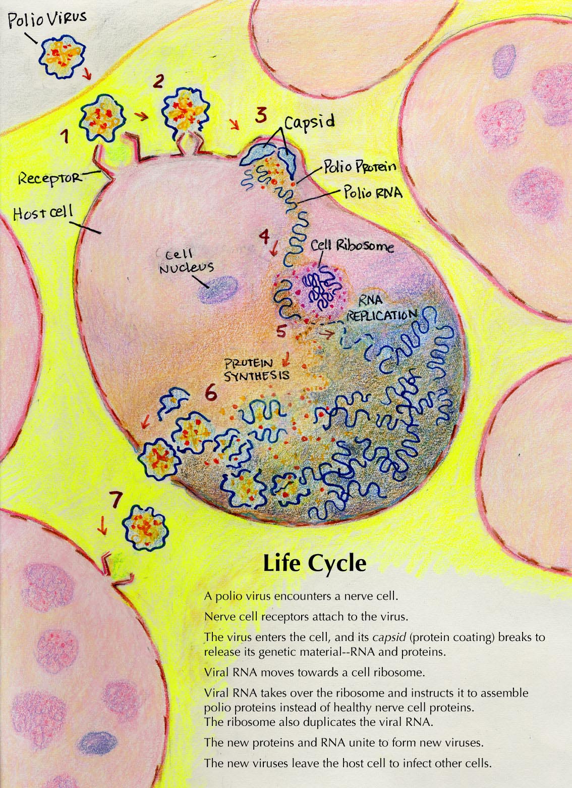 War against polio nearly won