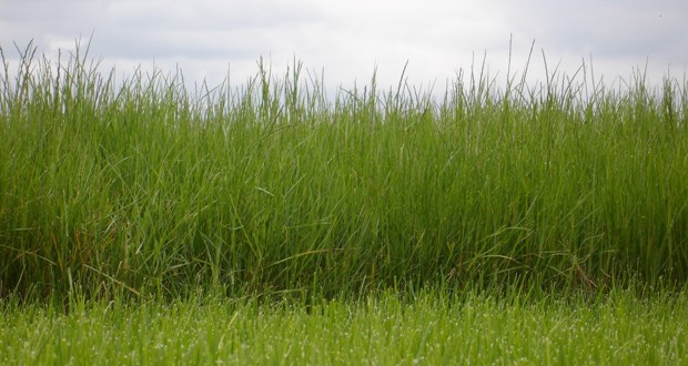 Waitrose to use Welsh grass for food packaging
