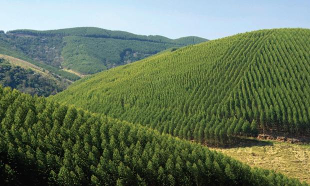 South America to have ‘profound’ influence on paper and pack industry