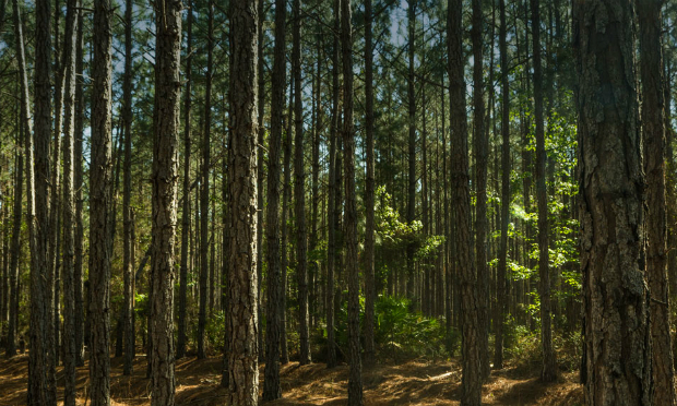 Apple aims for packaging from sustainable forests