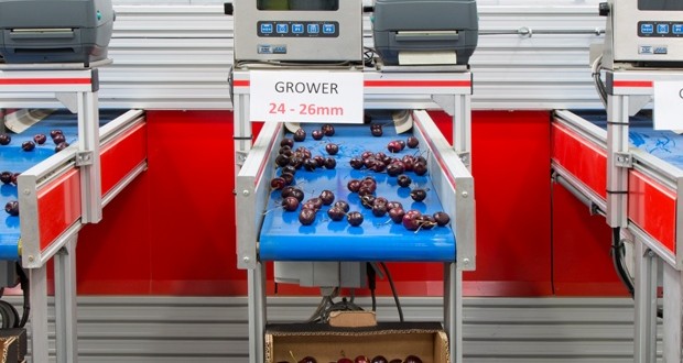 Ackio launches new cherry packing and inspection line
