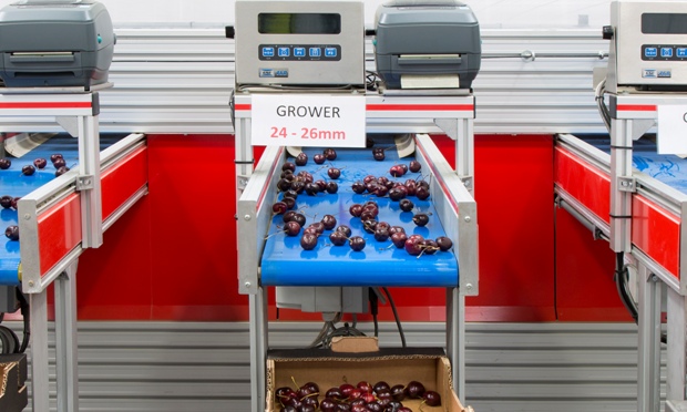 Ackio launches new cherry packing and inspection line