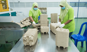 HZ Green Pulp signs deal to become first dry molded fiber producer in ...