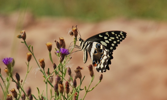 Mondi partners with wildlife group to map biodiversity footprints in ...