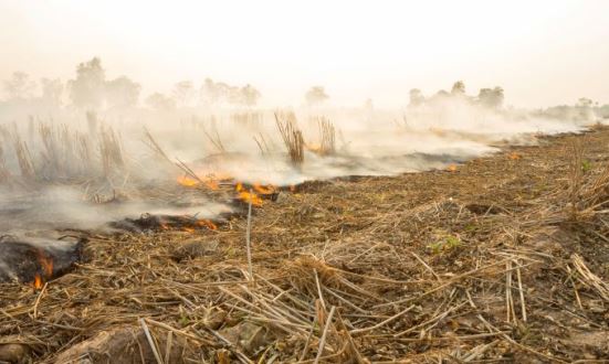 Scientists to tackle challenges of converting rice straw into next gen ...