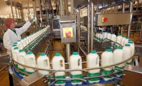 Wiseman dairy to increase capacity