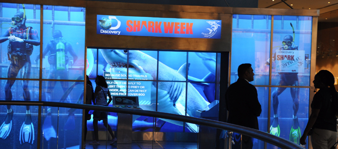 BrightSign and DigiComm's digital shark experience | AV Magazine