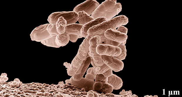 Traces of poo found on McDonald's touchscreens | AV Magazine