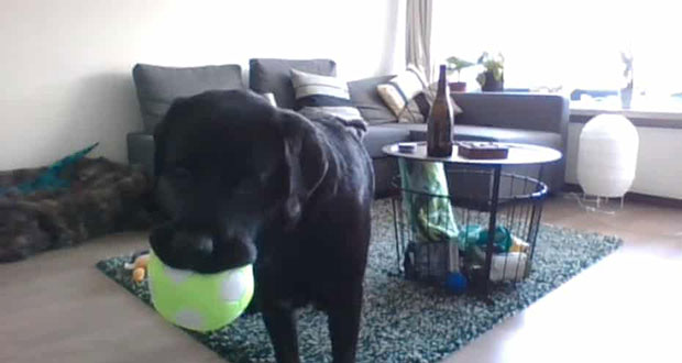 Dogphone system helps dogs join video conferencing calls | AV Magazine