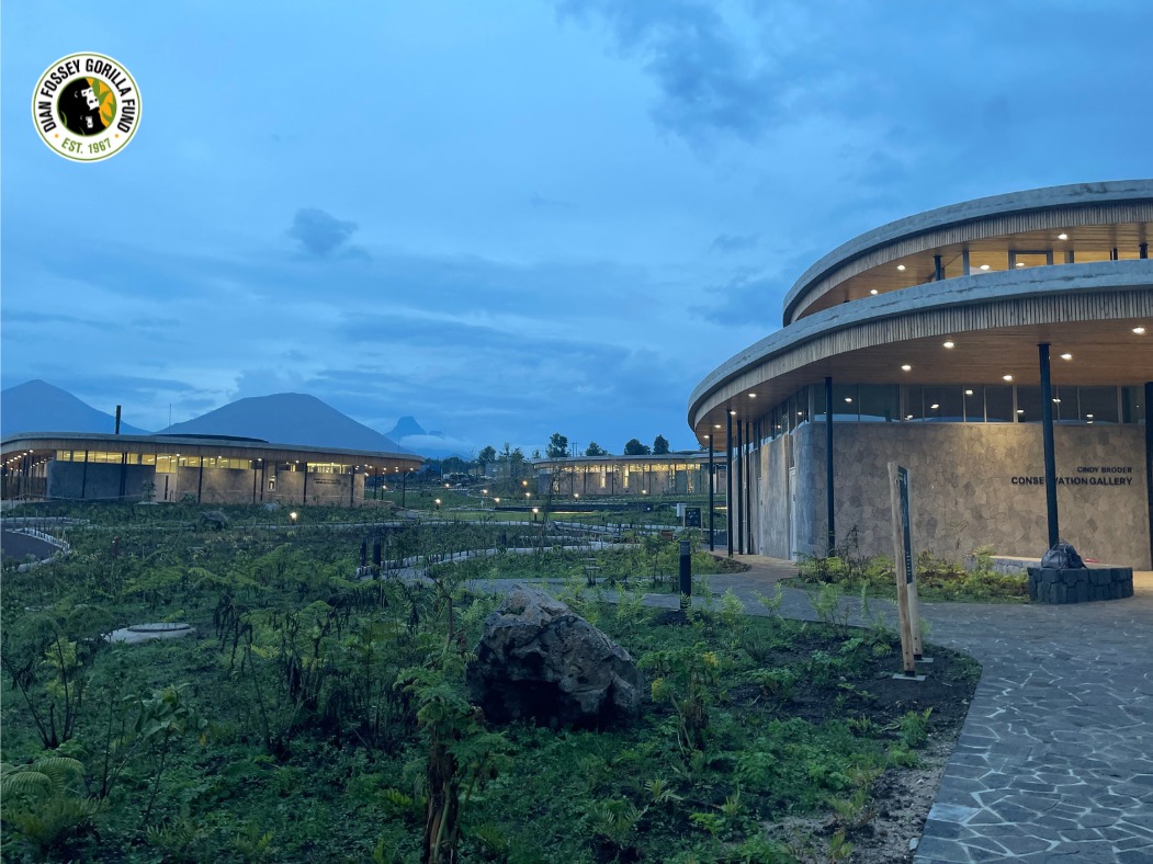 The 360°, 25K gorilla experience backed by Hollywood stars | AV Magazine