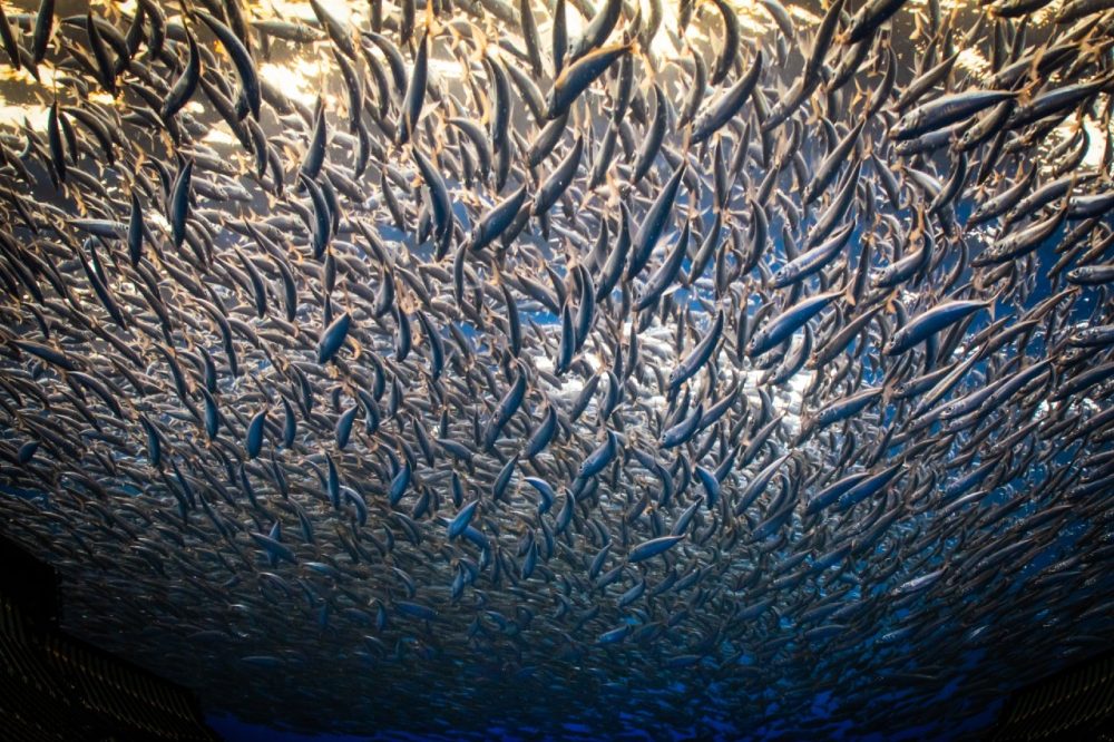 The Sphere Experience launched with Postcards from Earth | AV Magazine