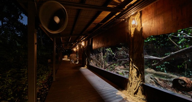 Pangolin Trail night safari lights 'mimic effect of moonlight' | AV ...