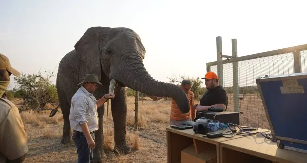 Infrasonic sound teaches elephants to use migration route | AV Magazine